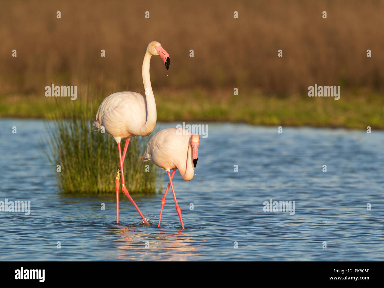 Greater Flamingo (Phoenicopterus roseus), a male in the mood for mating ...