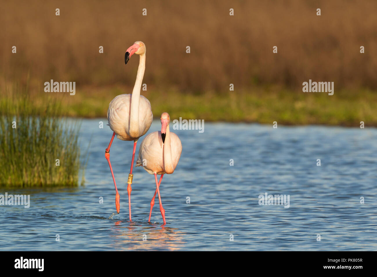 Greater Flamingo (Phoenicopterus roseus), a male in the mood for mating ...