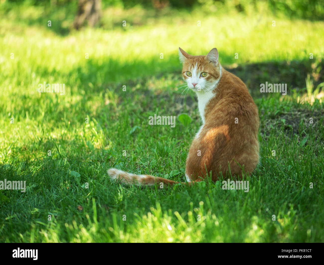 Red cat sitting on the grass looking at the camera Stock Photo - Alamy