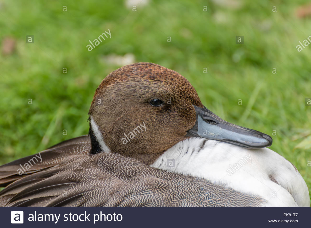 Northern Pintail Duck Stock Photos & Northern Pintail Duck Stock Images ...