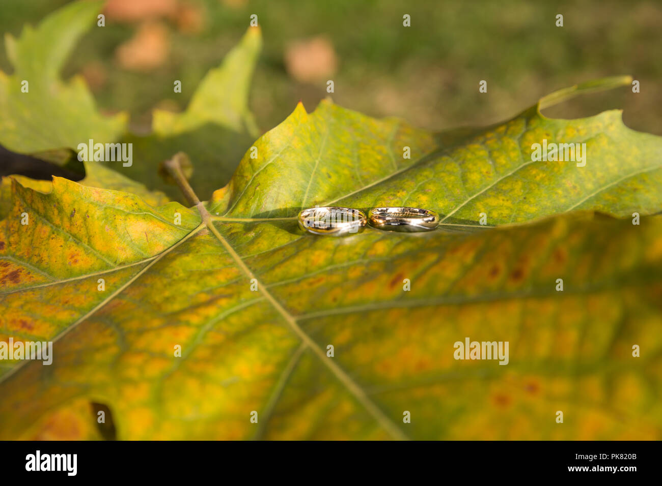 Rings on leaf hi-res stock photography and images - Alamy