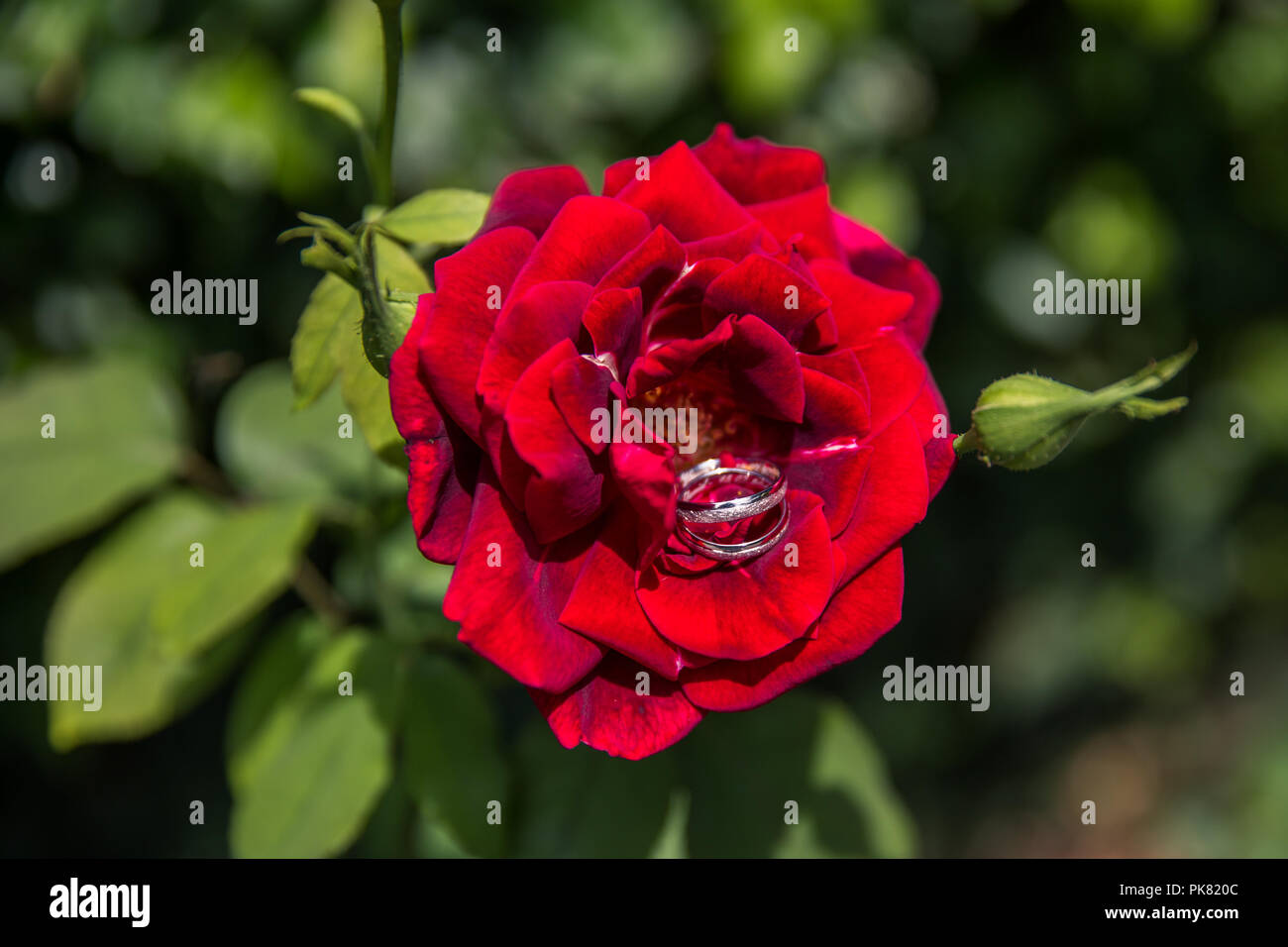 Red rose with wedding rings hi-res stock photography and images - Alamy