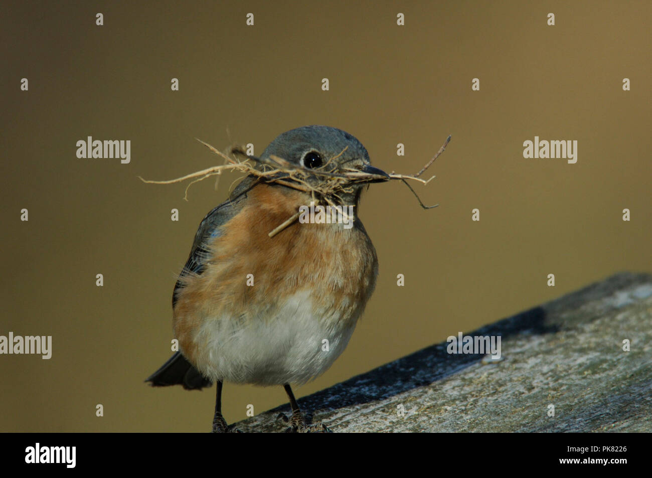 Eastern Bluebird :: Sialia sialis Stock Photo - Alamy
