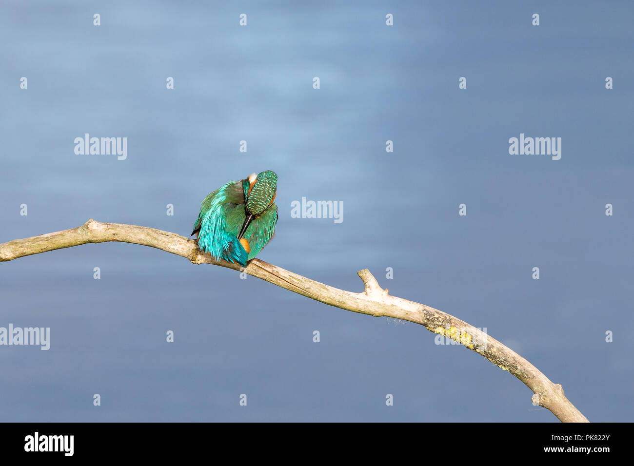 Preening bird hi-res stock photography and images - Alamy