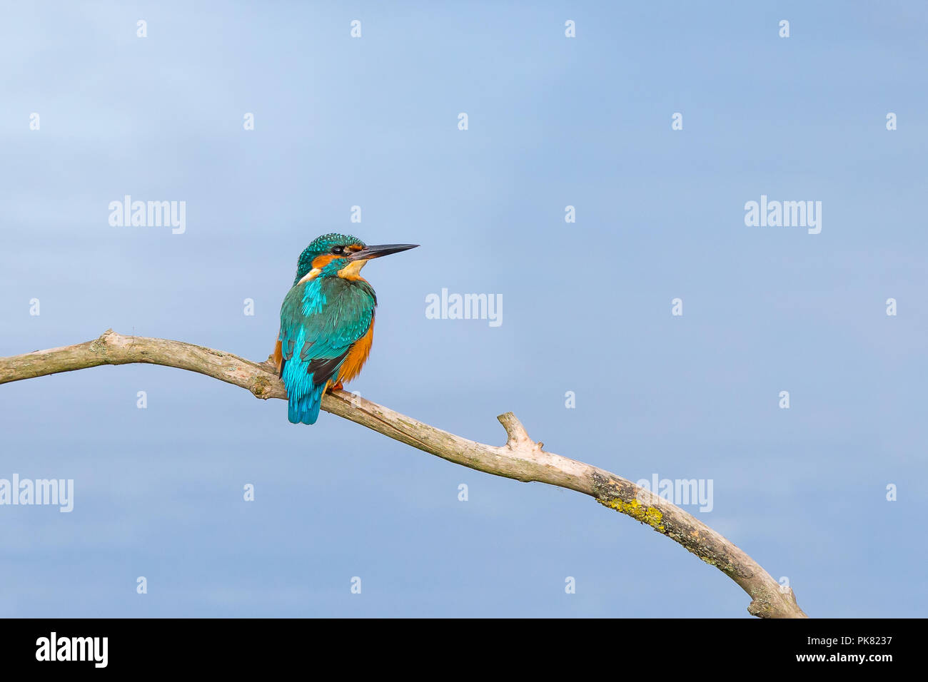 Rear view of common UK kingfisher bird (Alcedo atthis) isolated over ...