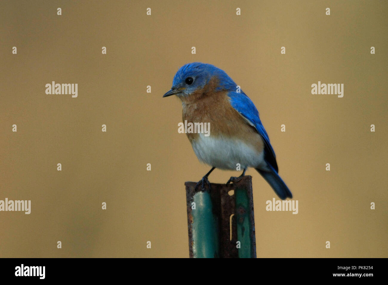 Eastern Bluebird :: Sialia sialis Stock Photo - Alamy