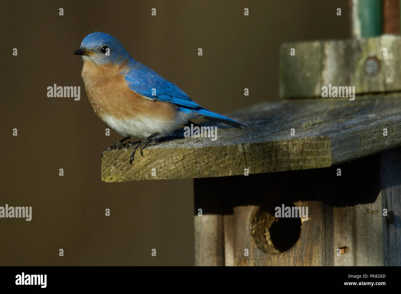 Common bluebird hi-res stock photography and images - Alamy