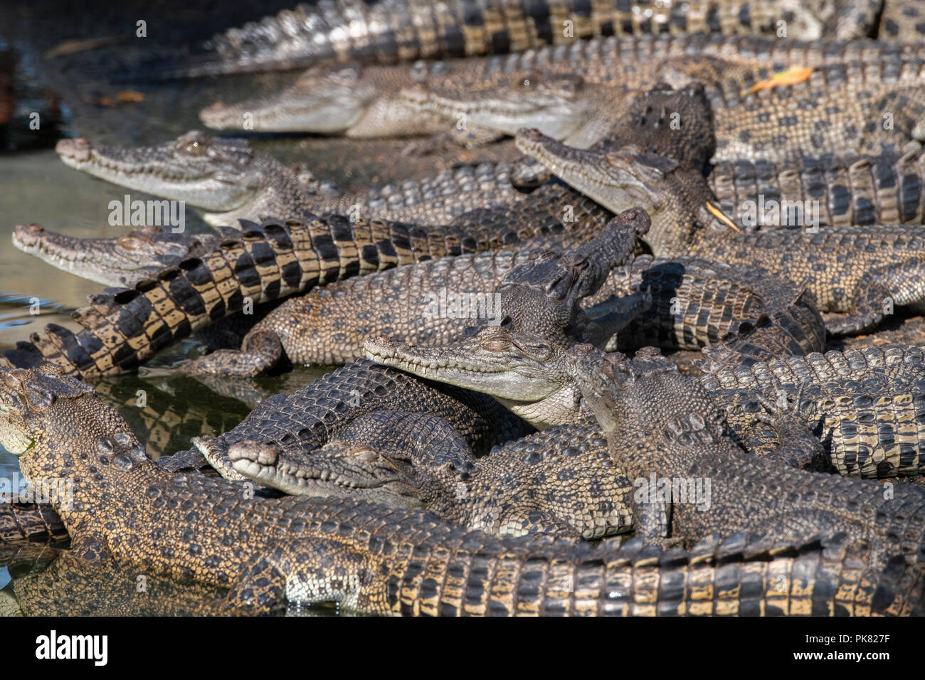 Australia, Northern Territory. Young saltwater crocodiles aka Saltie ...
