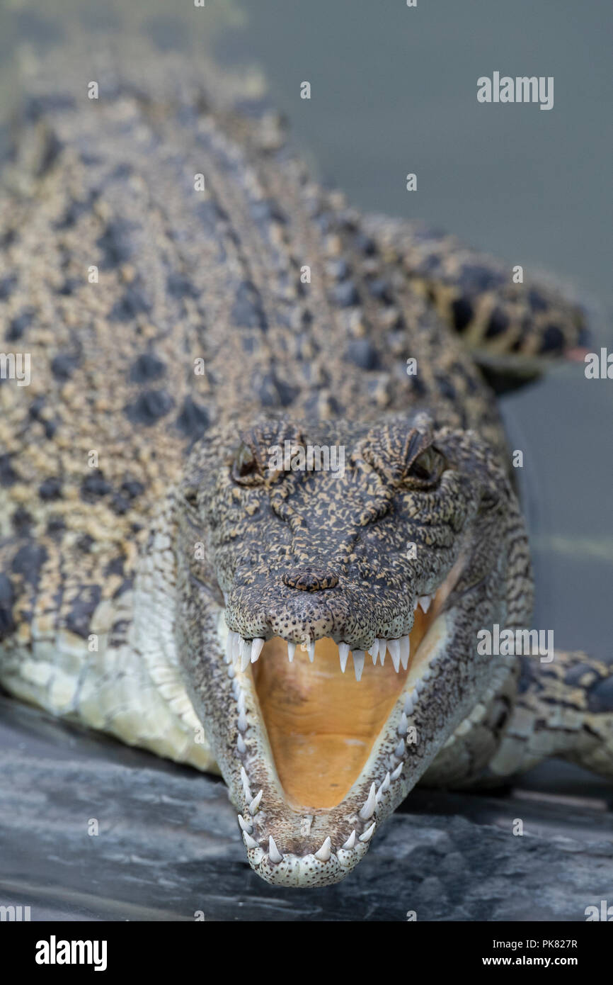 Australia, Northern Territory. Young Saltwater crocodile aka Saltie ...