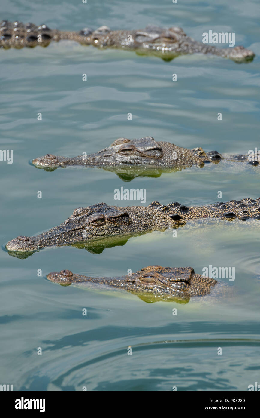 Australia, Northern Territory. Young Saltwater crocodiles aka Saltie (Crocodylus porosus Stock ...