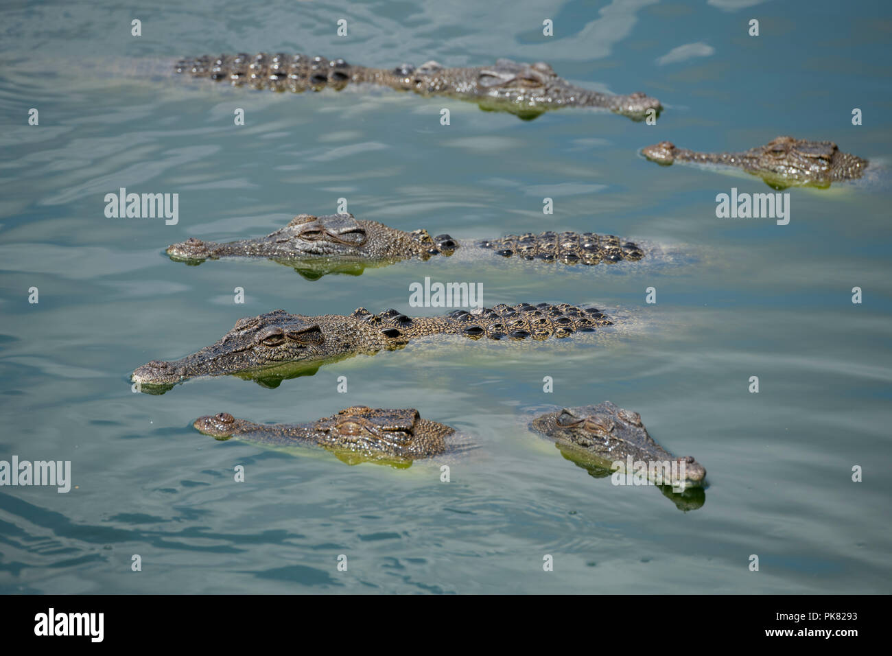 Australia, Northern Territory. Young Saltwater crocodiles aka Saltie ...