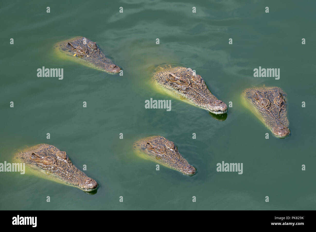 Australia, Northern Territory. Young saltwater crocodiles aka Saltie ...