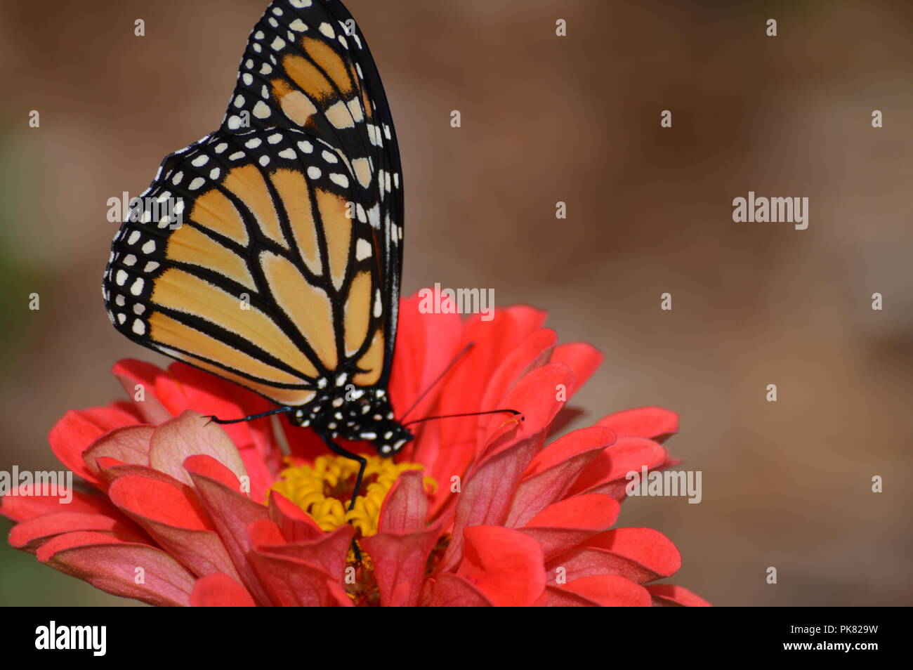 Monarch butterfly in the garden Stock Photo - Alamy