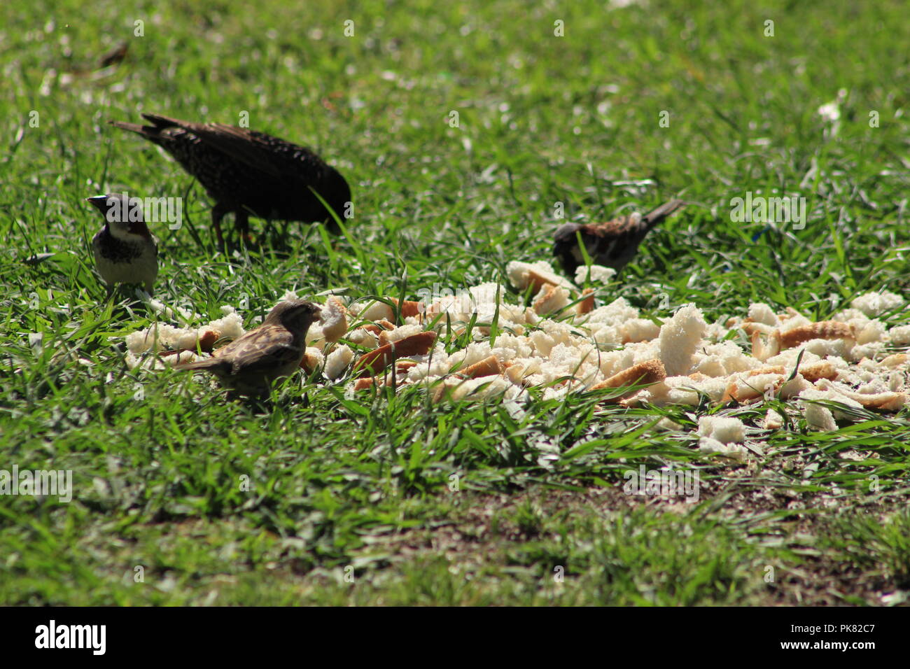 Feeding the birds Stock Photo - Alamy