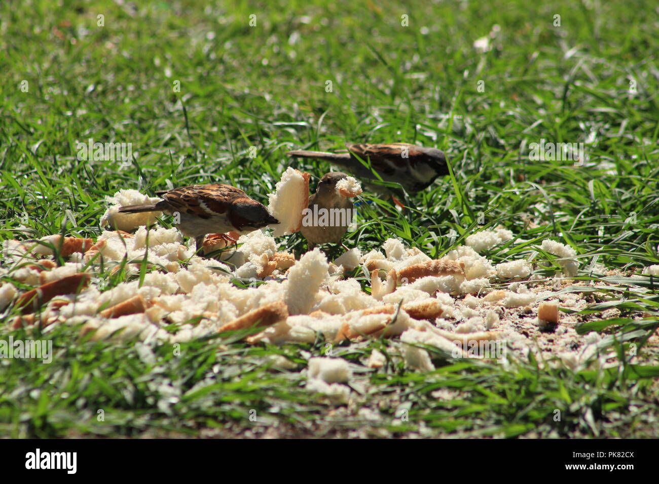 Feeding the birds Stock Photo - Alamy