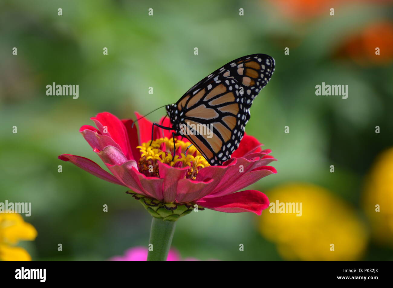 Monarch butterfly in the garden Stock Photo - Alamy