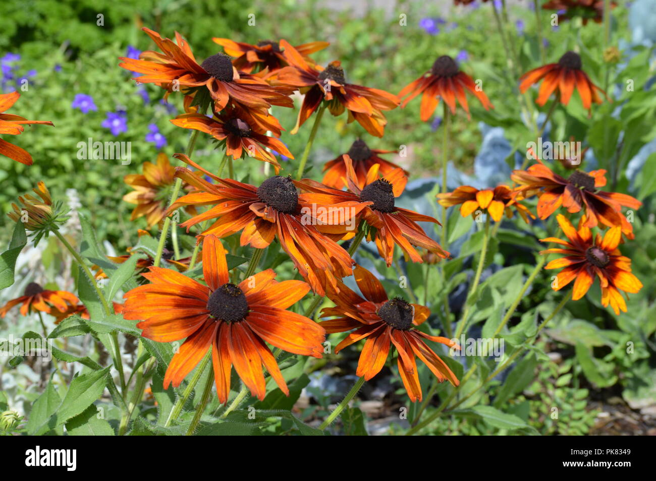 Deep orange flower hi-res stock photography and images - Alamy