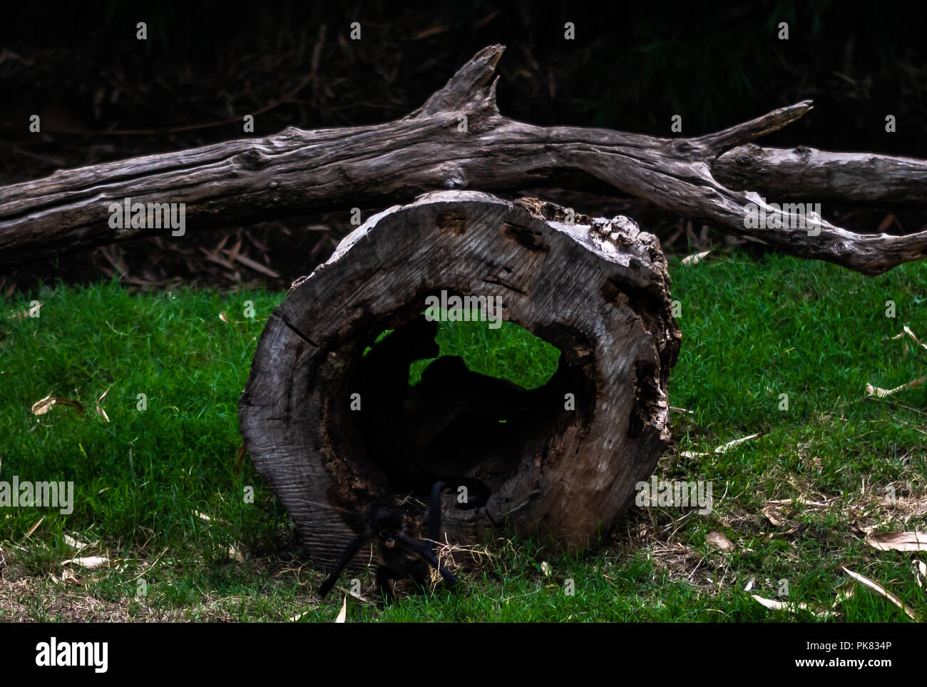 monkey family in log in guatemala Stock Photo - Alamy