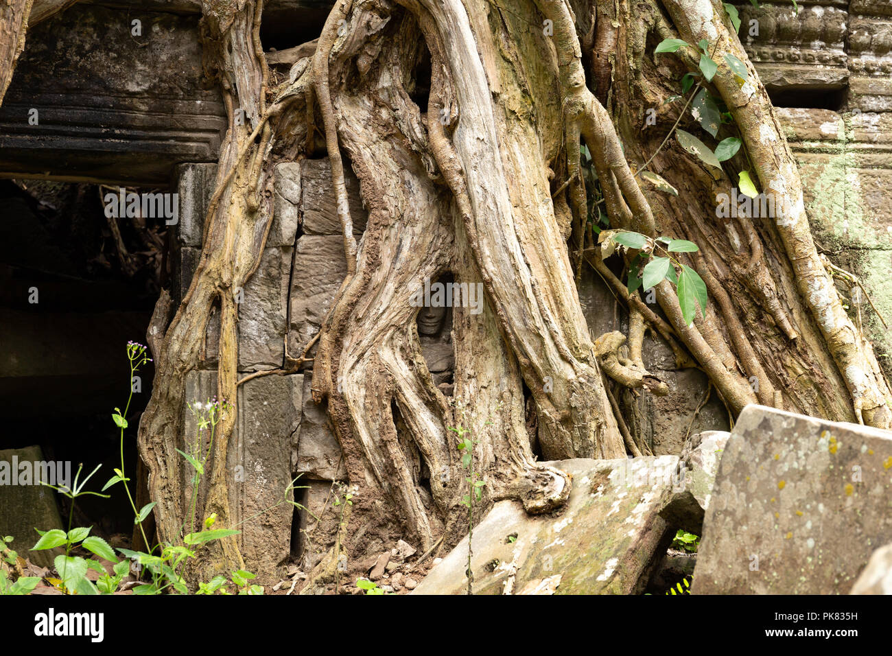 Small Buddha head surrounded by tree roots at Ta Prohm Temple Stock ...