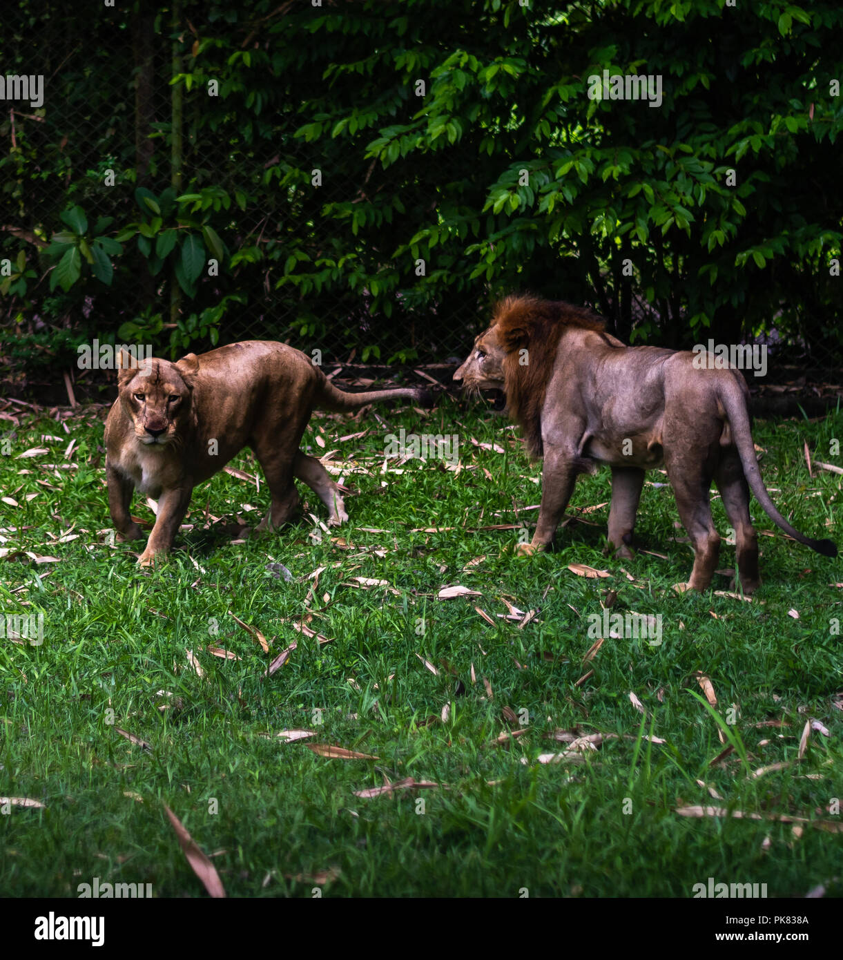 two lions playing in guatemala Stock Photo - Alamy