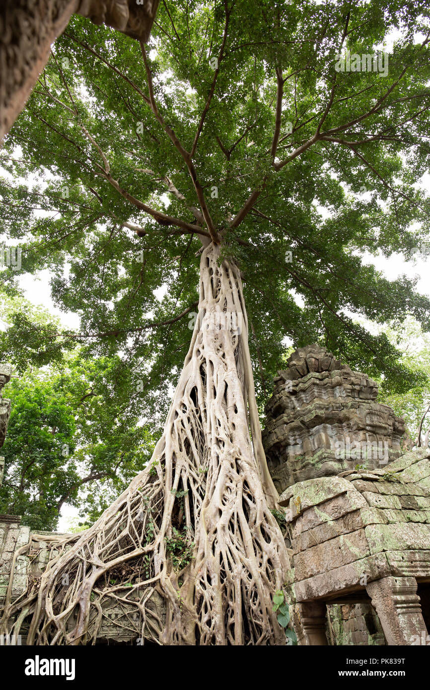 Ta Prohm temple with giant tree roots covered at Siem Reap, Camb Stock ...