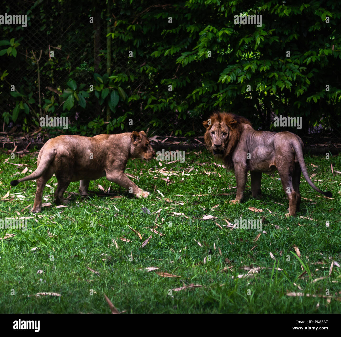 two lions playing in guatemala Stock Photo - Alamy