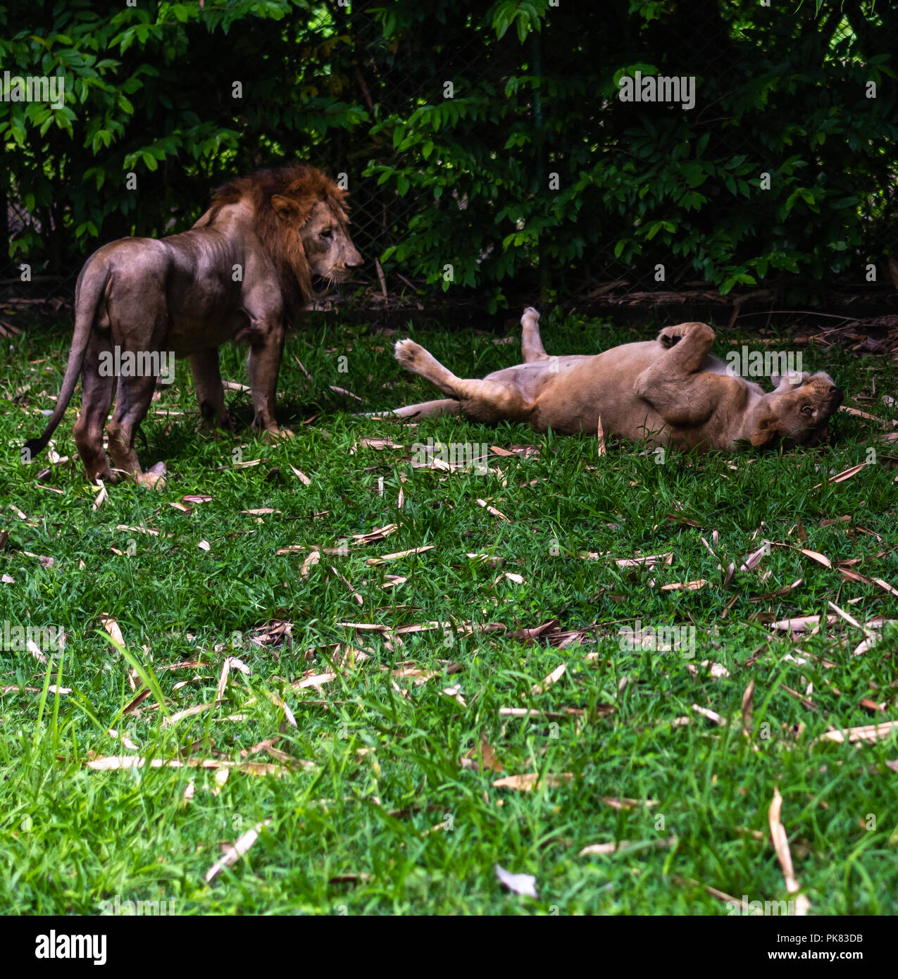 two lions playing in guatemala Stock Photo - Alamy
