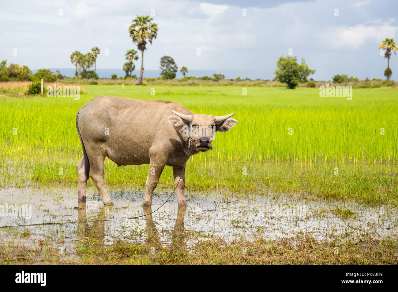 Water buffalo in a wet paddy rice fields in vivid colour Stock Photo ...