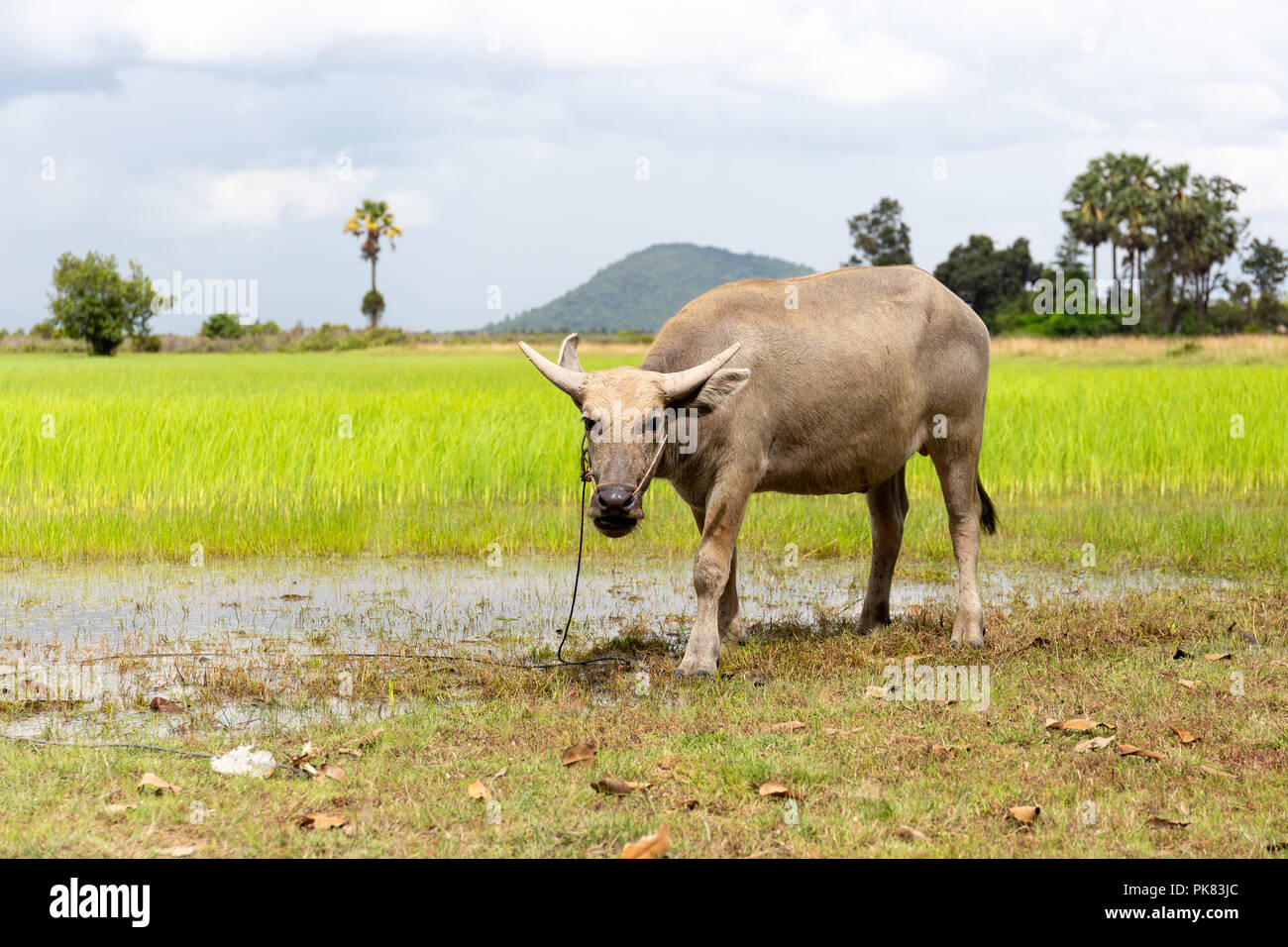 Water buffalo in a wet paddy rice fields in vivid colour Stock Photo ...