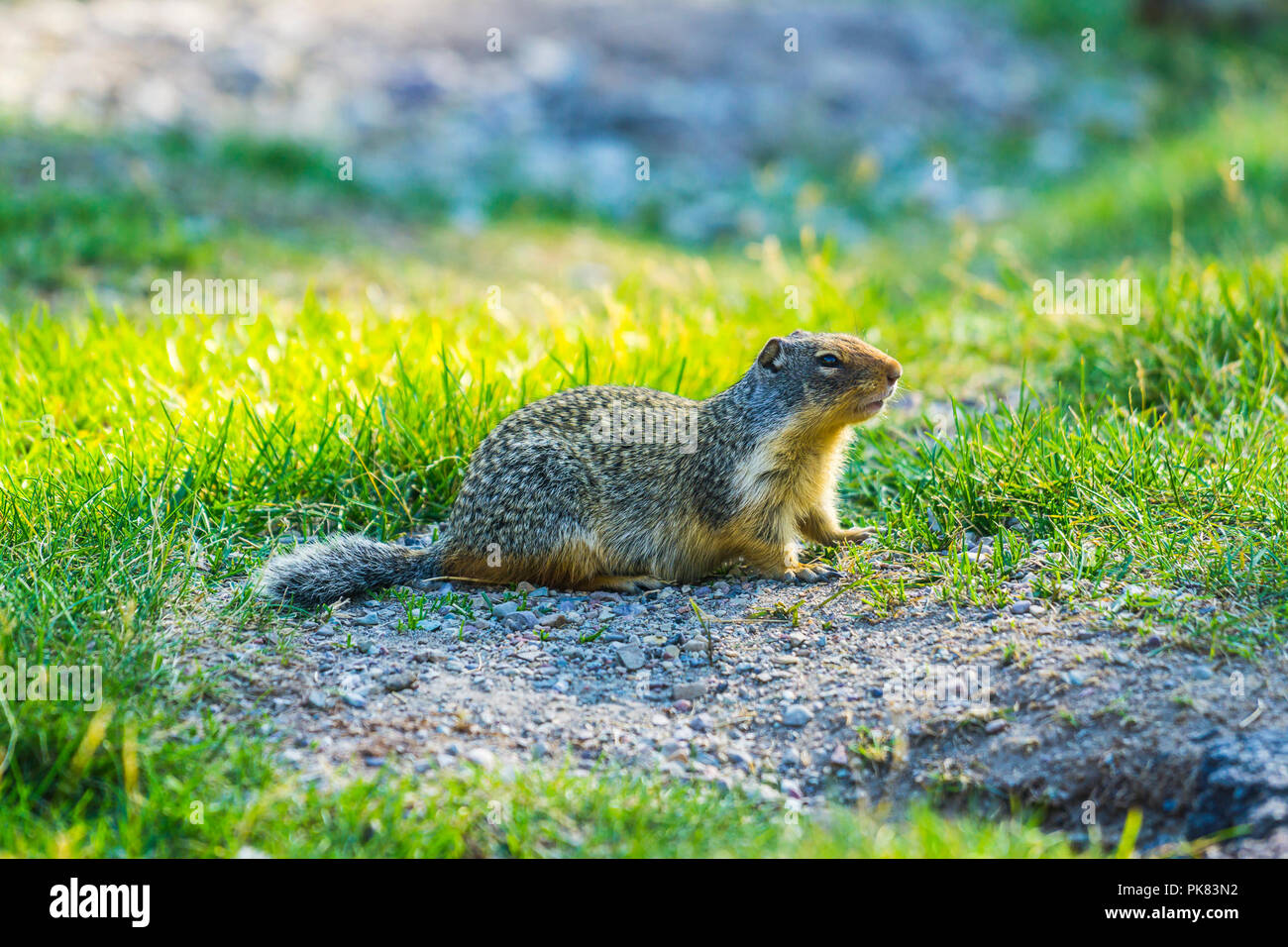 gopher stand on the glass field on sunny day Stock Photo - Alamy