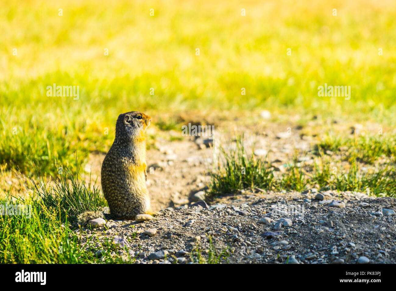 Gophers hi-res stock photography and images - Alamy