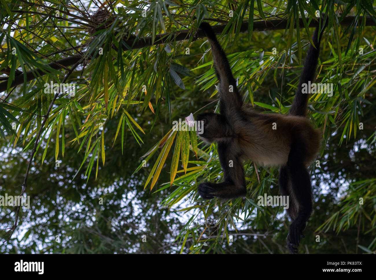 monkey hanging in tree Stock Photo - Alamy