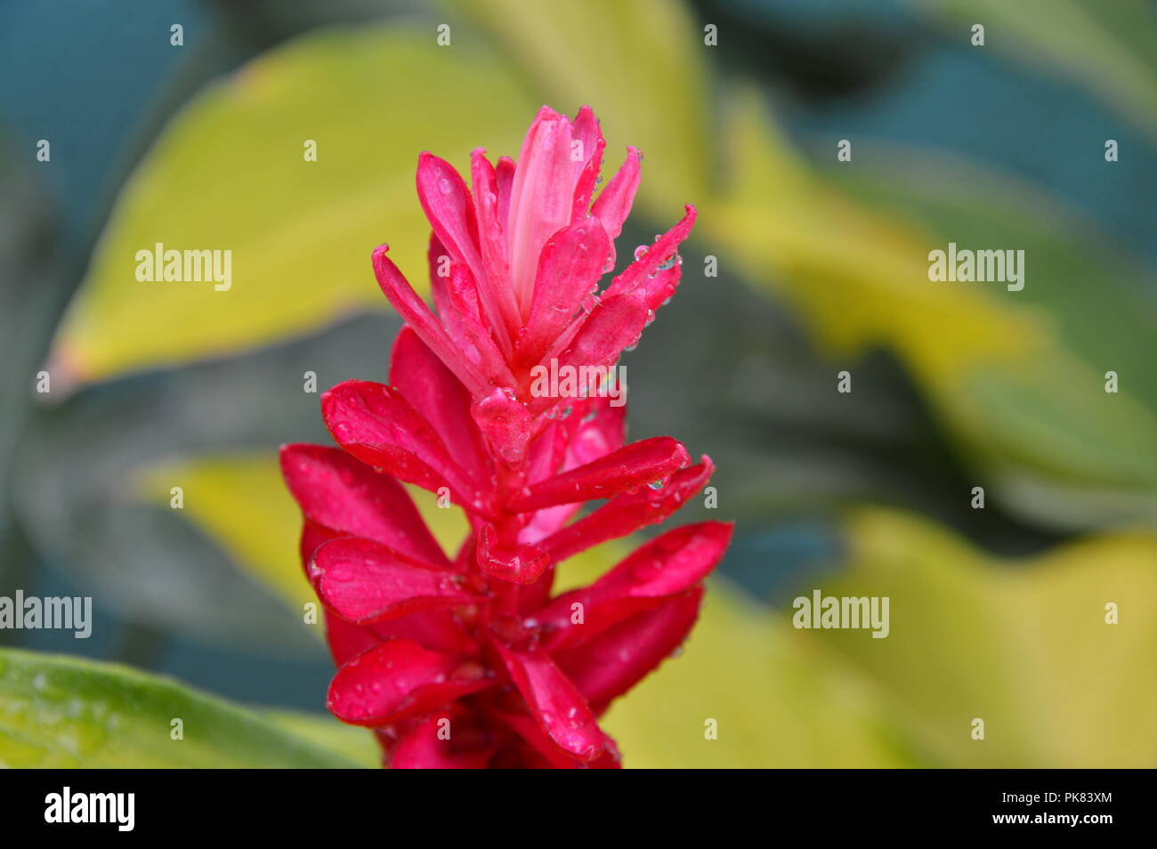 red galangal flower in garden Stock Photo - Alamy