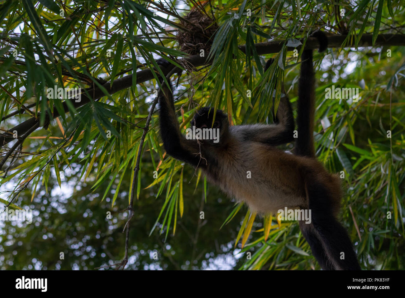 Monkey Swinging By Tail High Resolution Stock Photography and Images ...