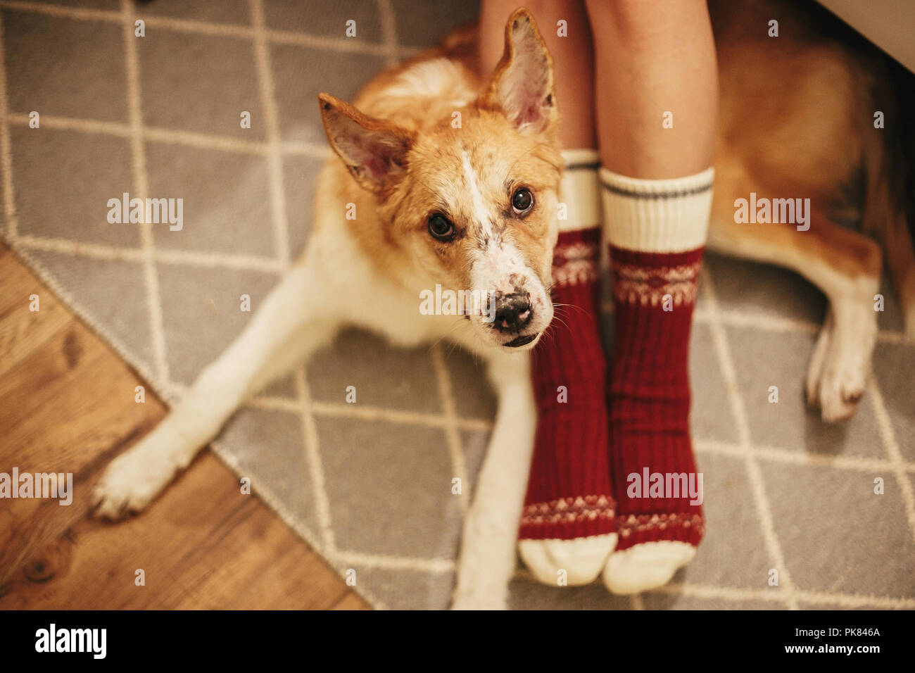 Dog in socks hi-res stock photography and images - Alamy