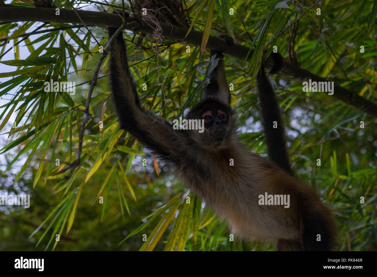 Monkey Swinging On Branch Stock Photos & Monkey Swinging On Branch ...