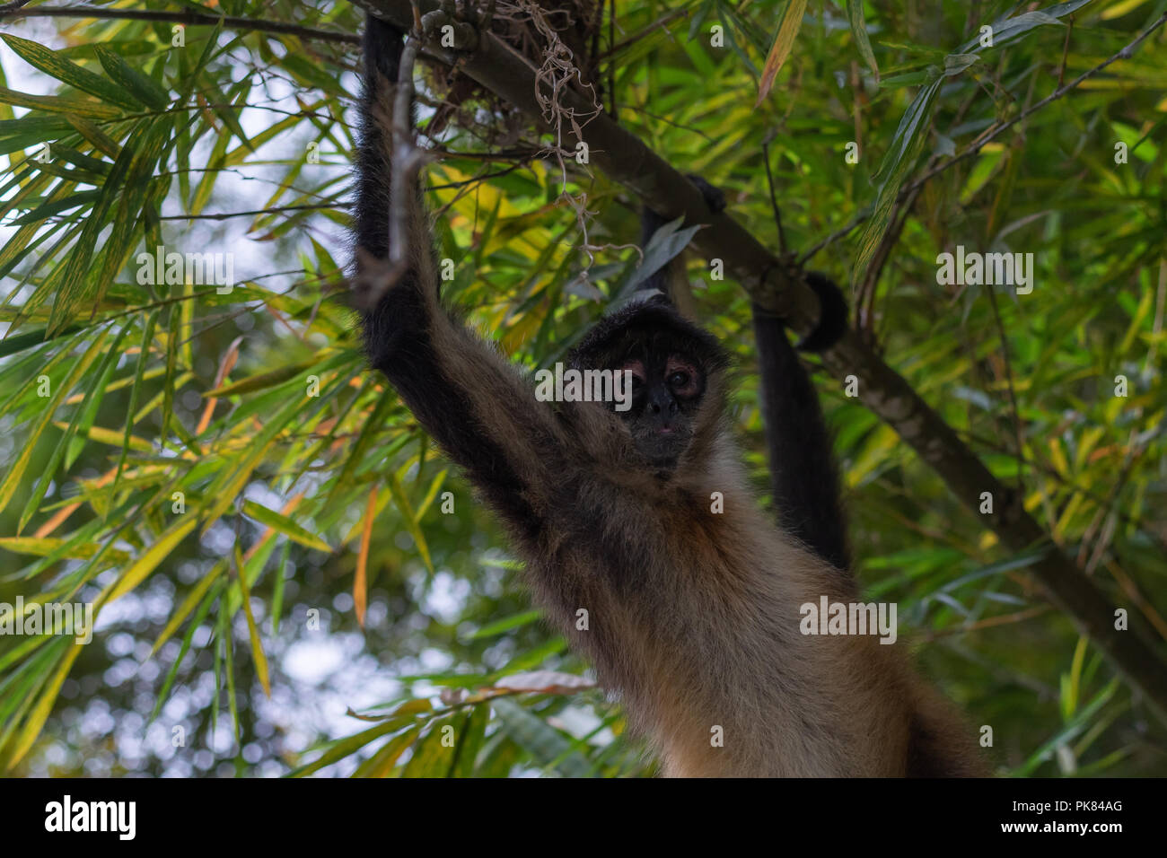 Monkey Swinging On Branch Stock Photos & Monkey Swinging On Branch ...