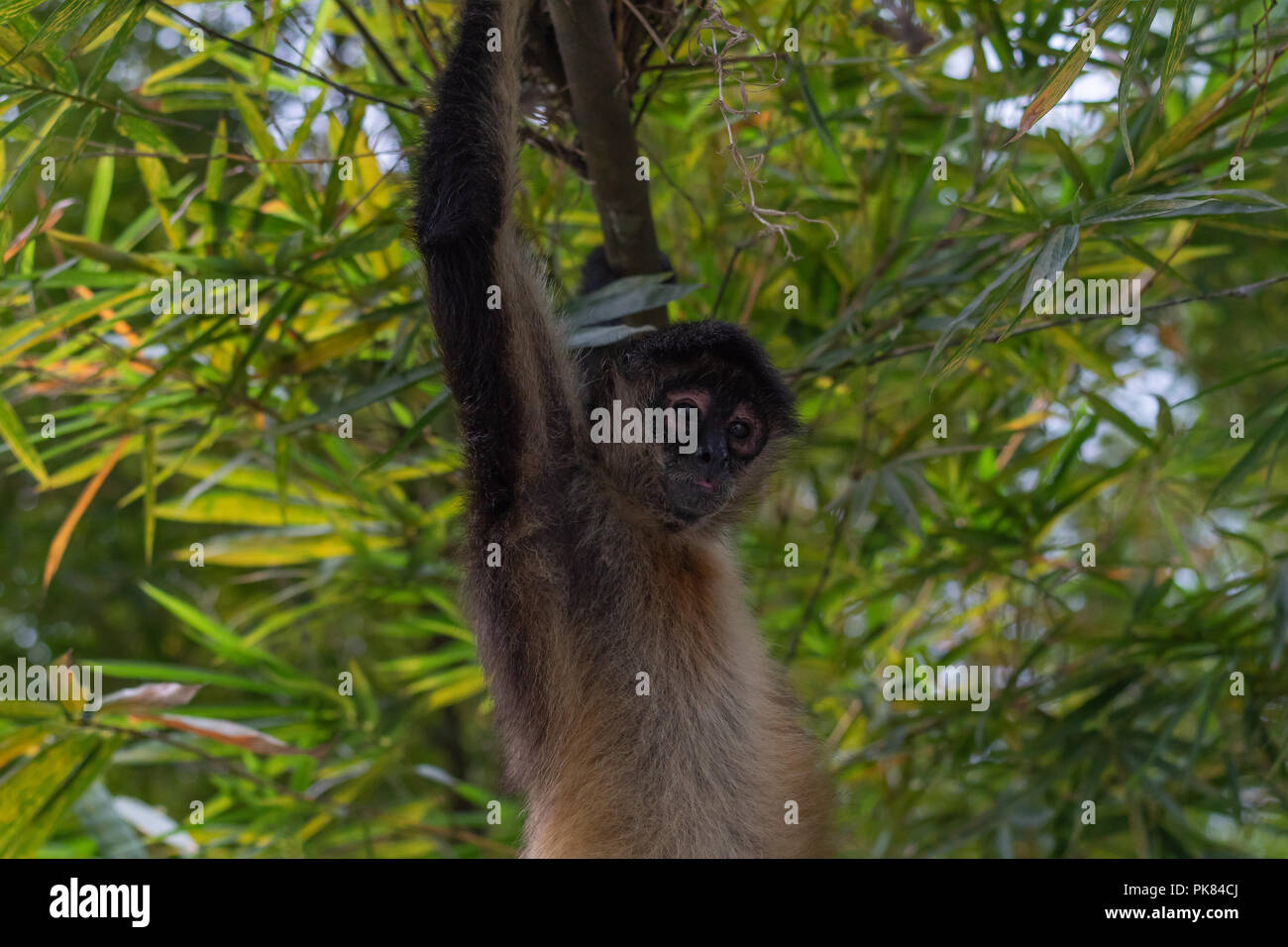 monkey on branch in guatemala Stock Photo - Alamy