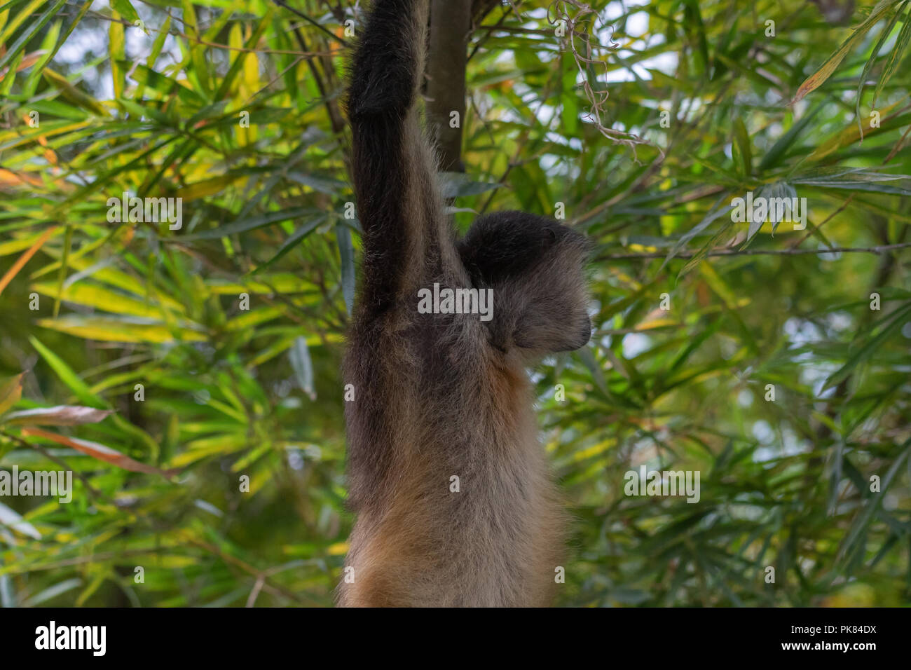 monkey on branch in guatemala Stock Photo - Alamy