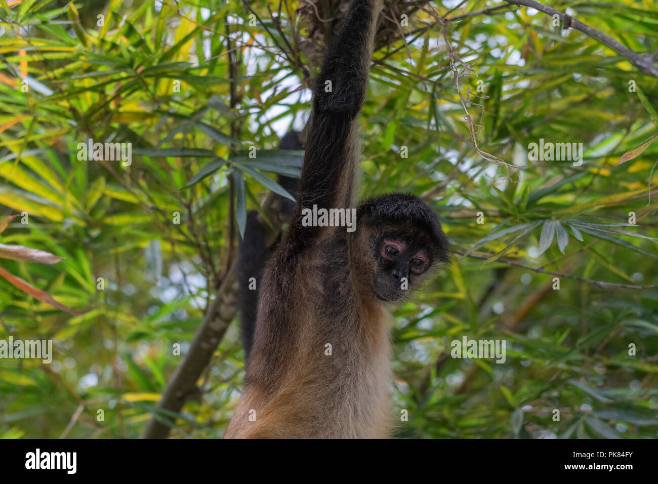 monkey on branch in guatemala Stock Photo - Alamy