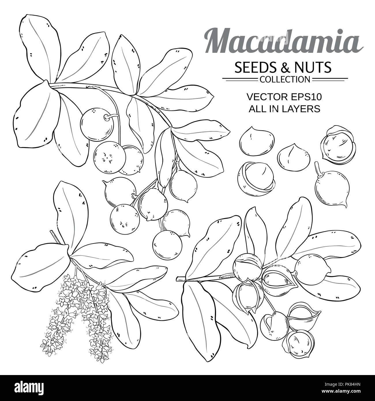macadamia plant vector isolated on white background Stock Vector Image ...