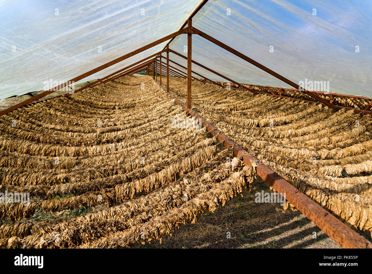 Air-cured leaves of tobacco, drying in a field in Greece Stock Photo ...
