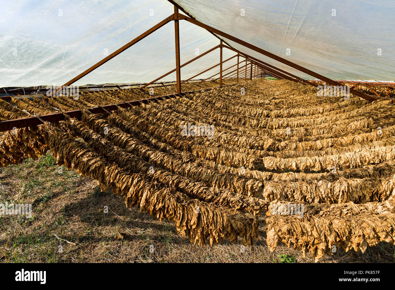 Air-cured leaves of tobacco, drying in a field in Greece Stock Photo ...