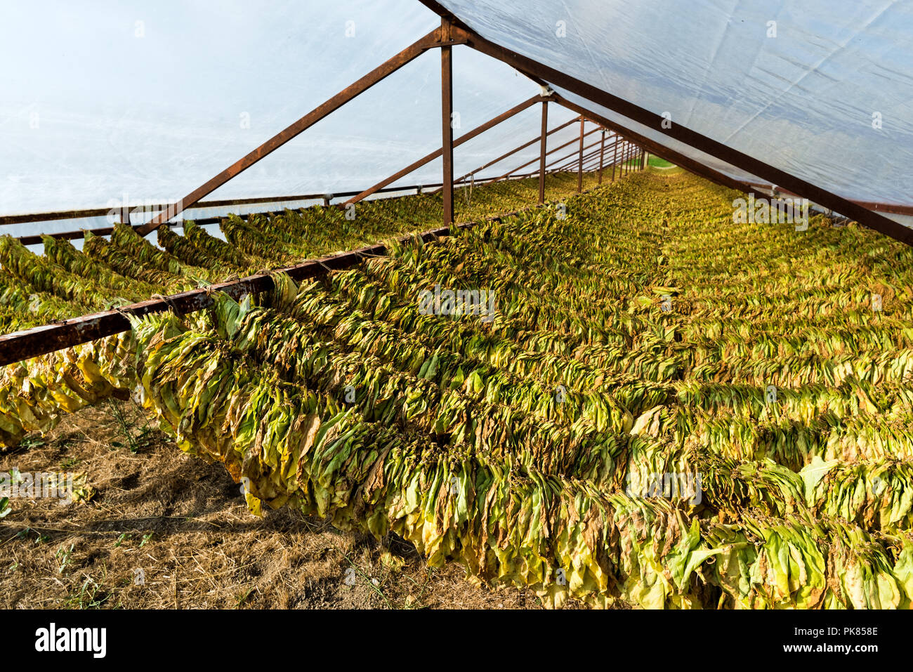 Air curing hi-res stock photography and images - Alamy