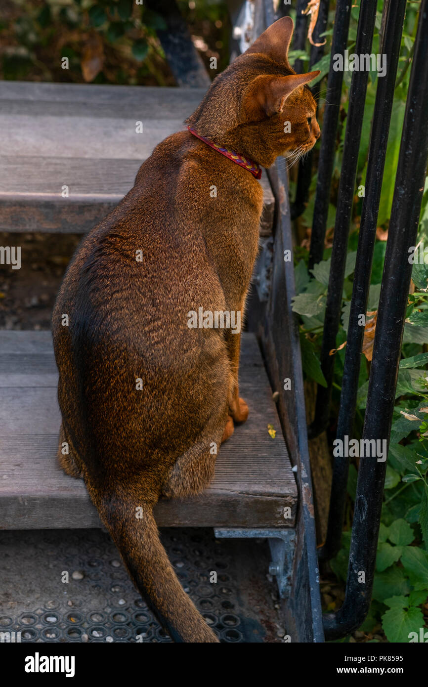 Special breed cat hi-res stock photography and images - Alamy