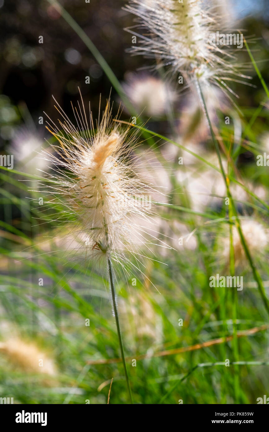 Garden Plants Stock Photo - Alamy