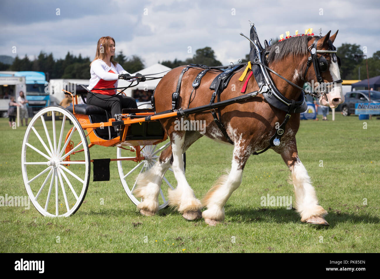 Clydesdale horse pulling hi-res stock photography and images - Alamy
