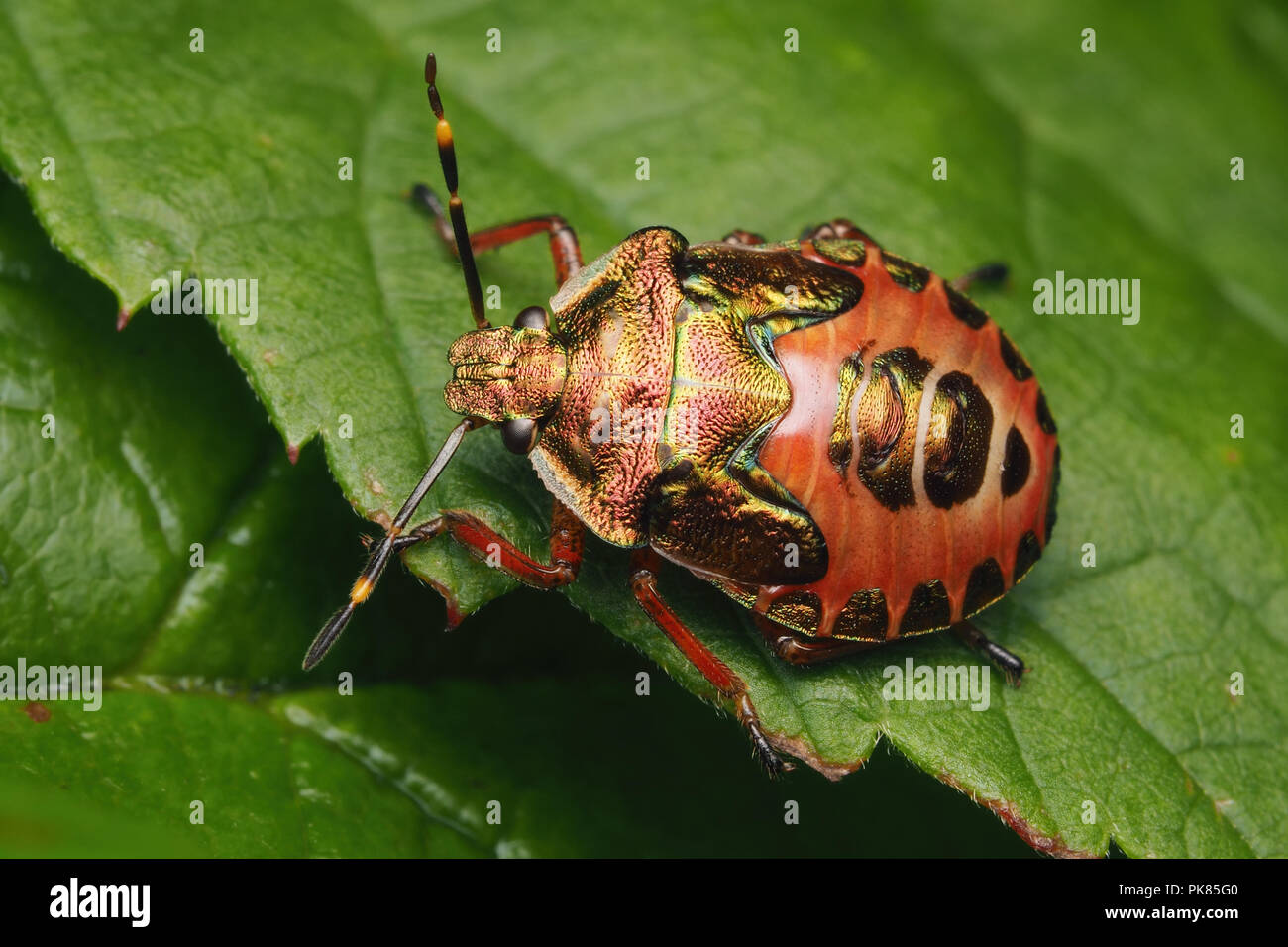 Bronze shieldbug final instar nymph hi-res stock photography and images ...