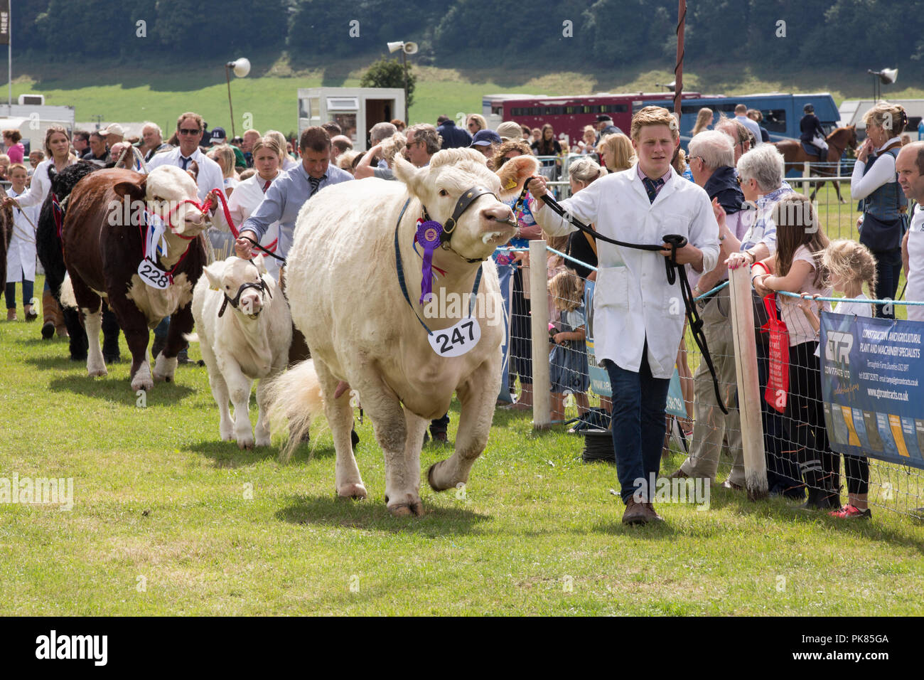 Champion cow hi-res stock photography and images - Alamy