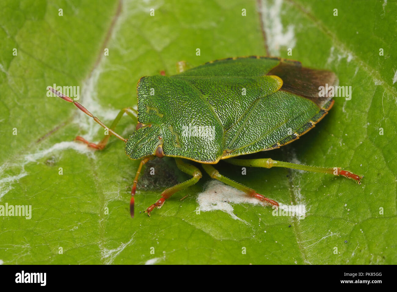 Common Green Shieldbug (Palomena prasina) resting on leaf. Tipperary ...